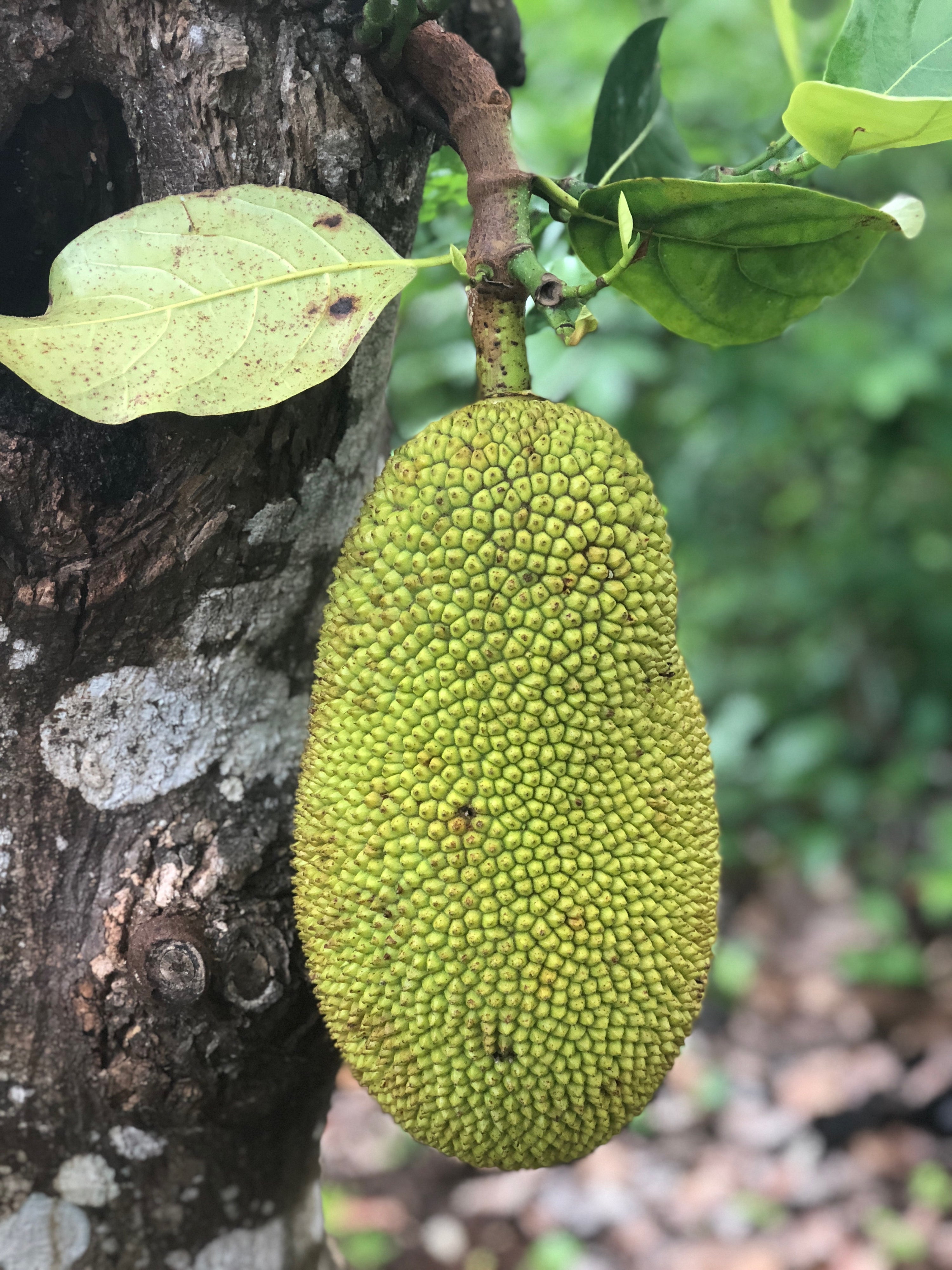 ¿Qué es la yaca y cómo aprovecharla al máximo? – JackFruit Mexico