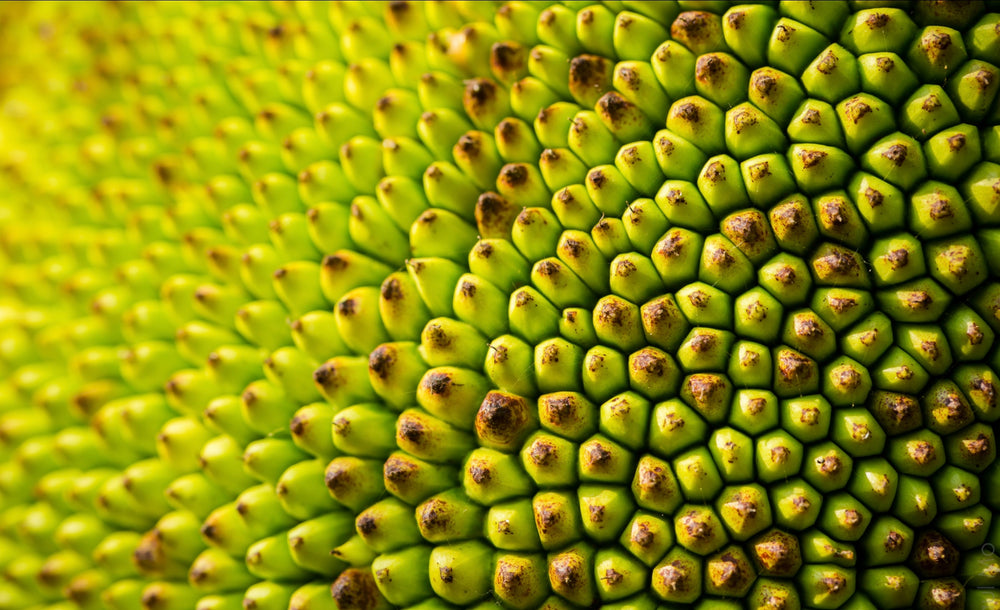 Articles – JackFruit Mexico